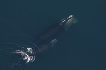 North Atlantic right whale population continues slow growth - New ...