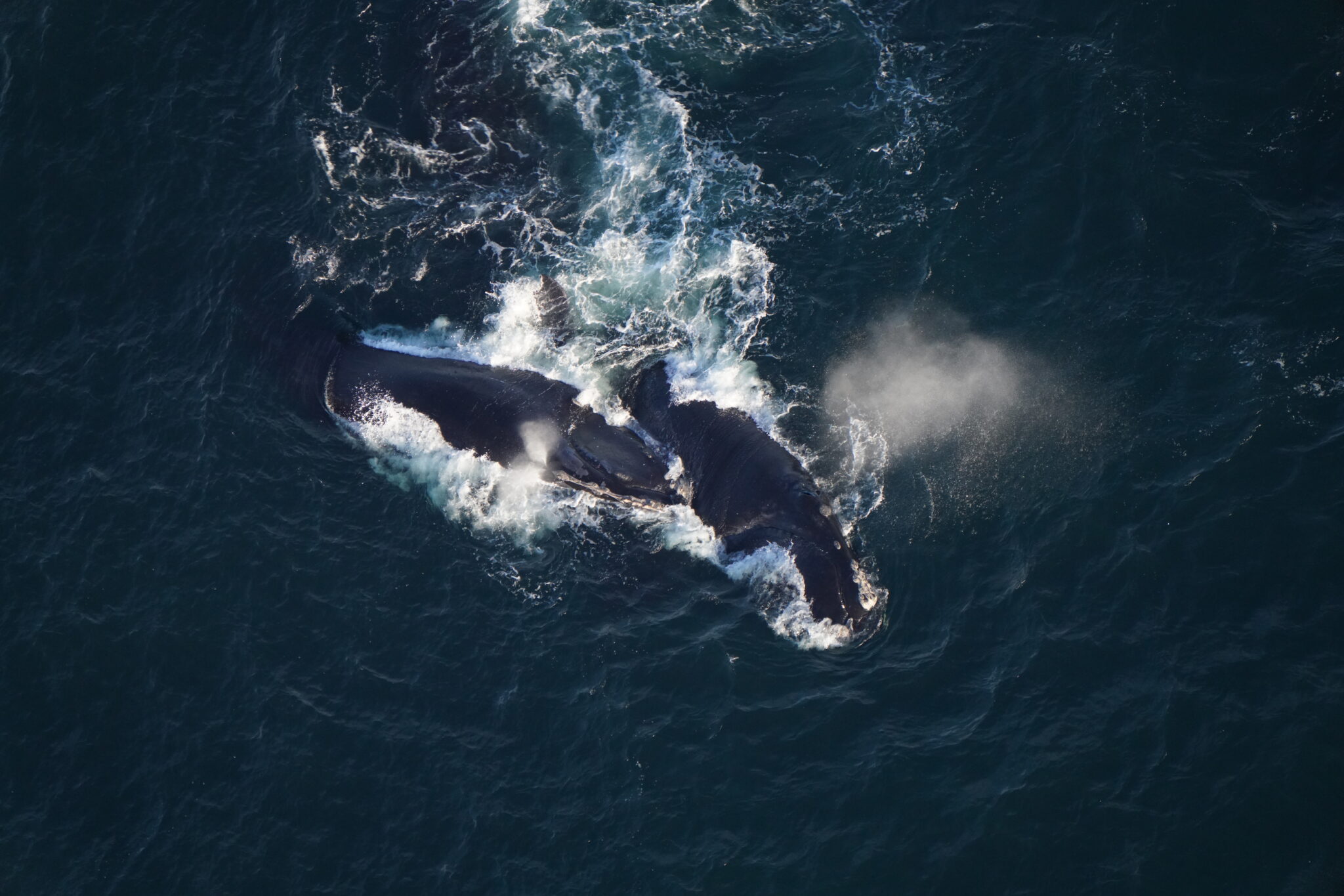 North Atlantic right whales return to southern New England waters ...