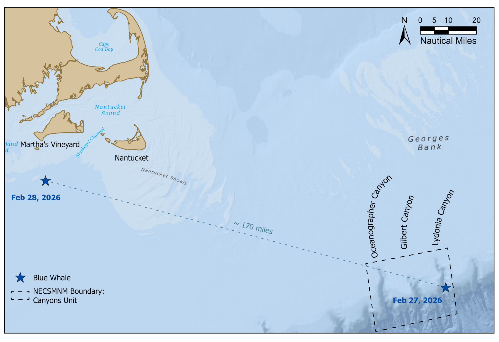 New England Aquarium spots blue whales during back-to-back aerial ...